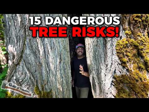 Is Your Tree Dangerous? 15 things EVERYONE should know