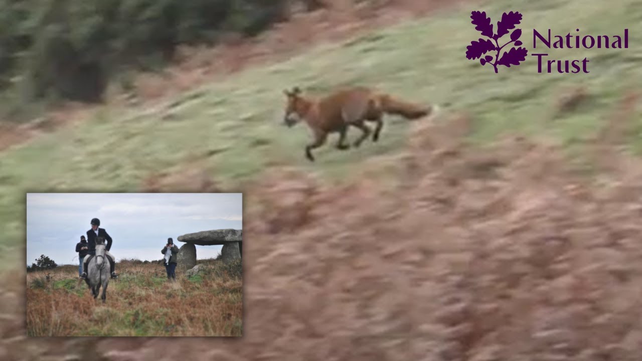 Foxes STILL being hunted on National Trust Land?! - YouTube