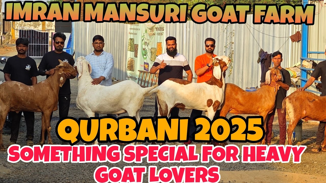 QURBANI 2025 🐐 HEAVY GOAT COLLECTION OF IMRAN MANSURI GOAT FARM 🐐KHASSI ...