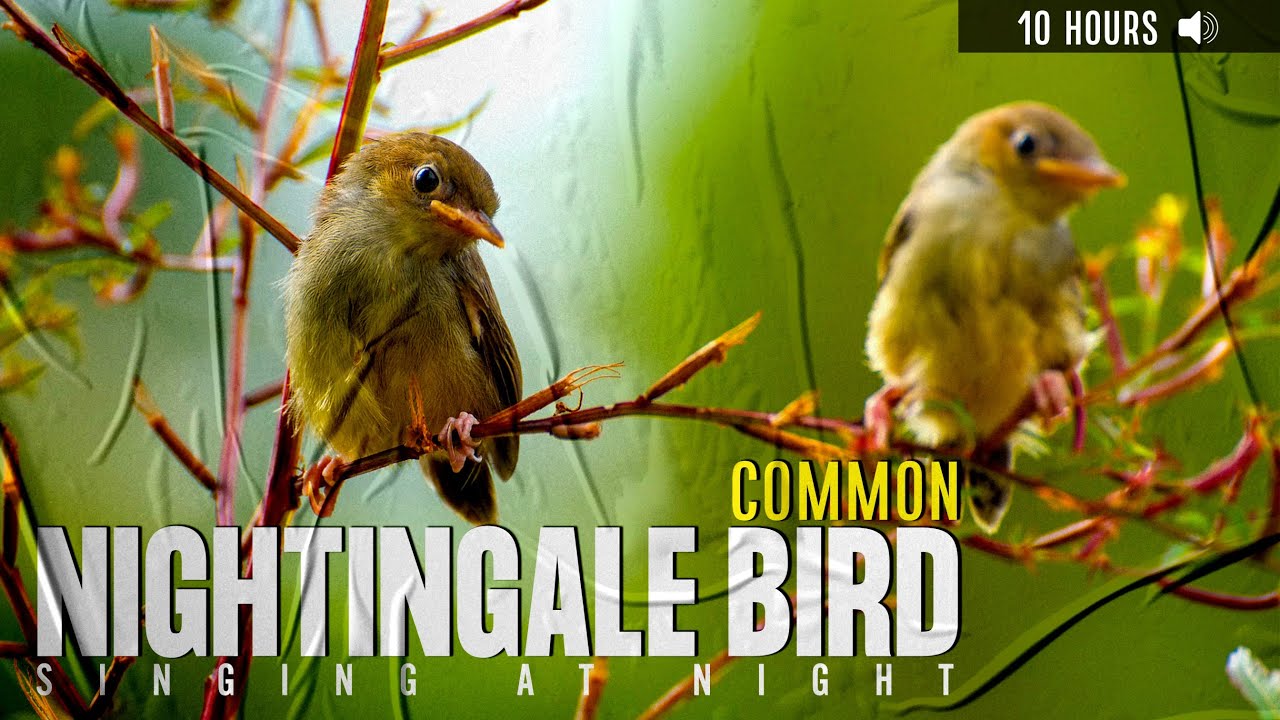 Common Nightingale Bird Singing at Night 🔊| Nightingale Bird Call ️ ...
