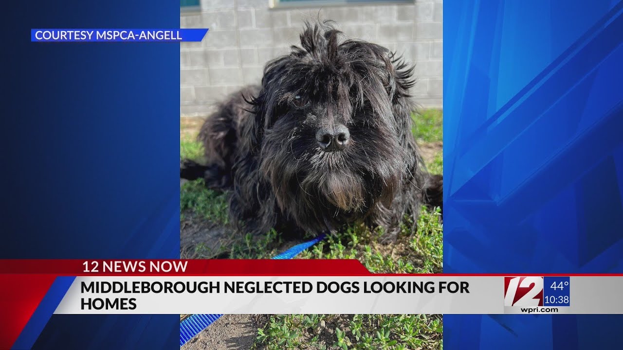 Middleboro animals rescued from neglect seek new homes - YouTube