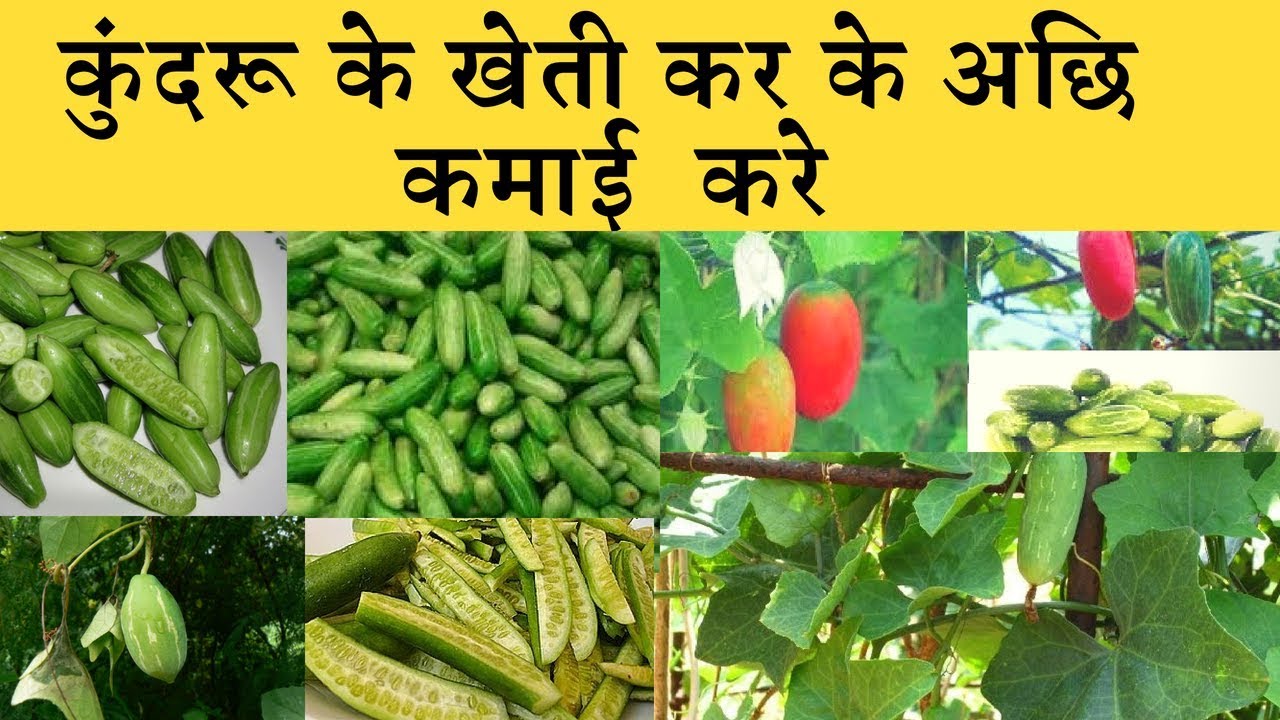 Kundru (Ivy gourd) farming business कुंदरू की लाभ कारी खेती - YouTube