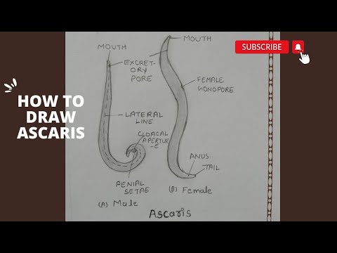 How to draw ascaris diagram।। Ascaris diagram ।। आसानी से एस्केरिस ...