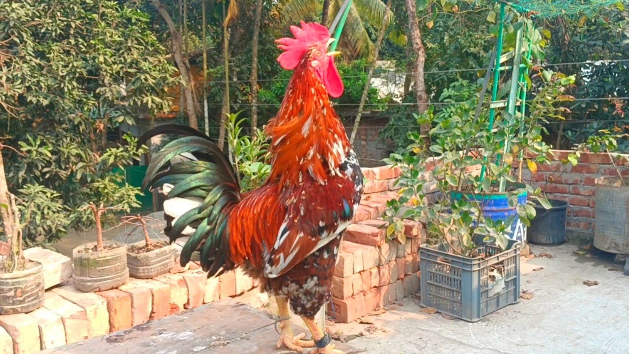 biggest rooster in the world - YouTube