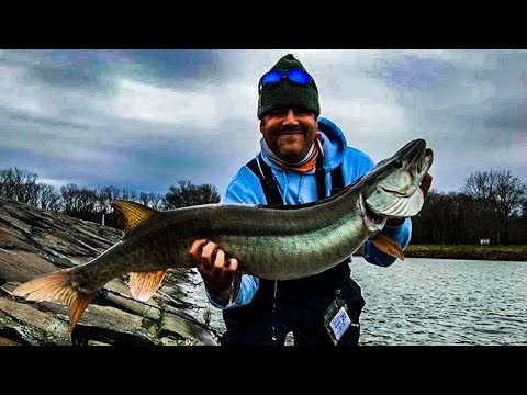 Chasing PA Muskies - What I have Learned About Muskies and Muskie ...
