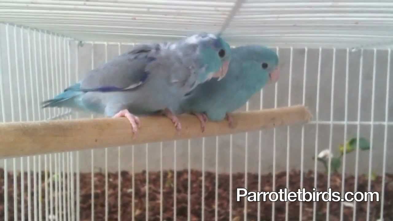 The Amazing Parrotlet Breeding Pair - YouTube