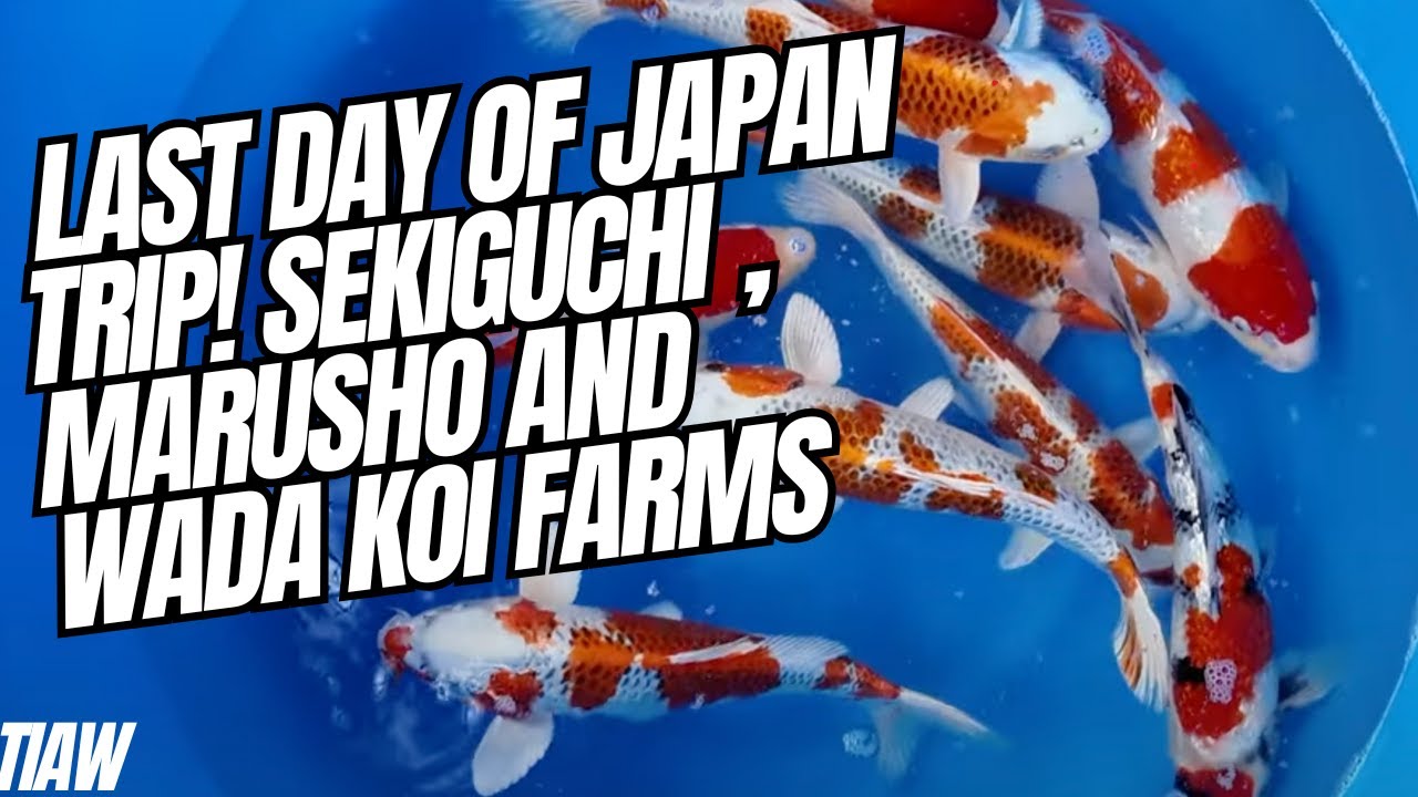 Last day of koi buying trip to japan! sekiguchi , marusho and wada koi farms - YouTube