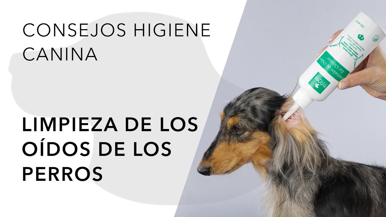 LIMPIEZA DE LOS OÍDOS DE LOS PERROS - YouTube