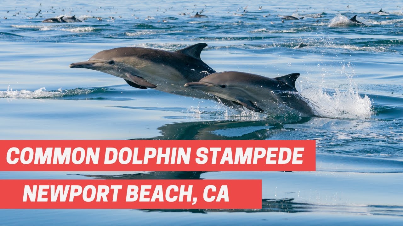 Common Dolphin Superpod Stampede | Luxury Whale Watching | Newport ...