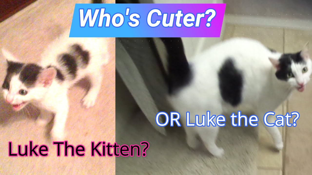Who Is Cuter? Luke The Kitten OR Luke The Cat? - YouTube