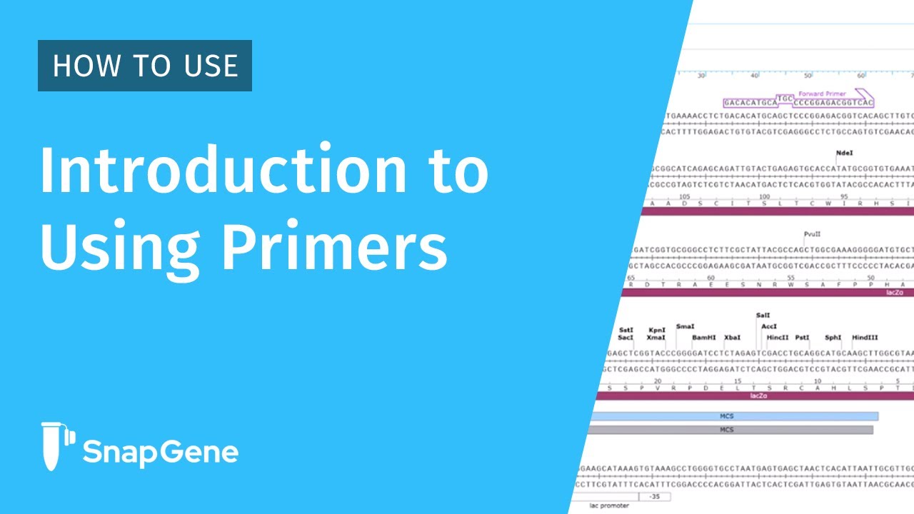 Introduction to Using Primers in SnapGene - YouTube