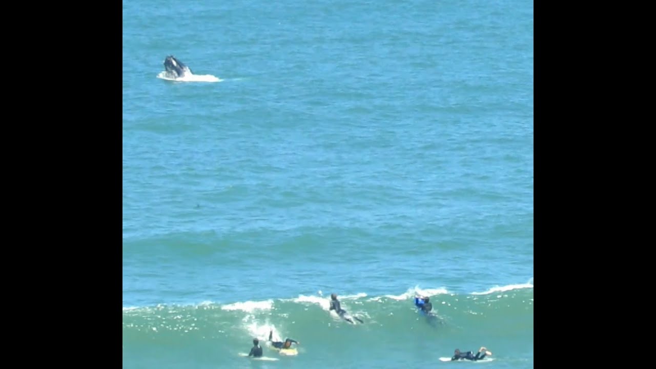 Surfing with humpback whales - YouTube