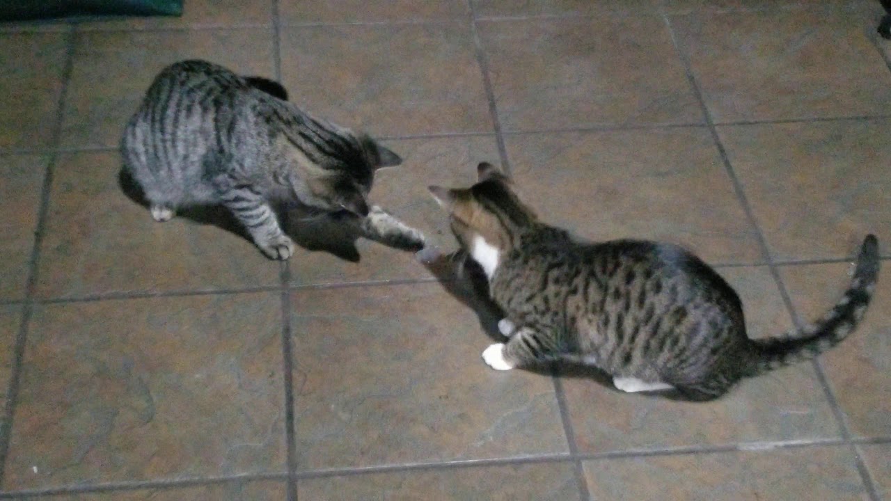 I gave my cats ice. - YouTube