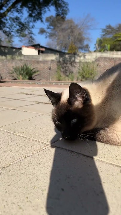 Siamese Cat has the best time of his life #siamese #siamesecats #kitten #cat #catnip # ...