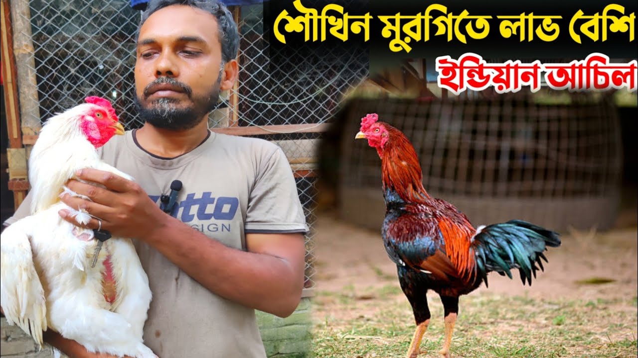 শৌখিন মুরগি পালনে লাভ বেশি-Fancy Murgi-শৌখিন মুরগি- আছিল মুরগি-Indian ...