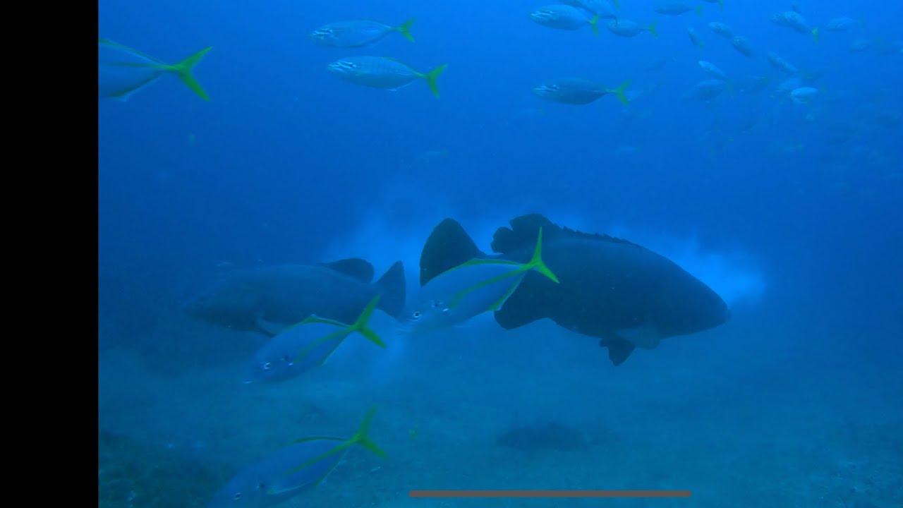Grouper aggregation and spawning on full moon in 35 metres! Watch in HD ...