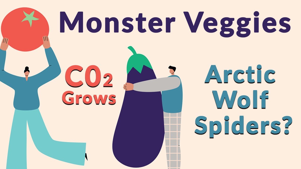 Farms in Flames and Cannibal Wolf Spiders - Newsletter Readout - YouTube
