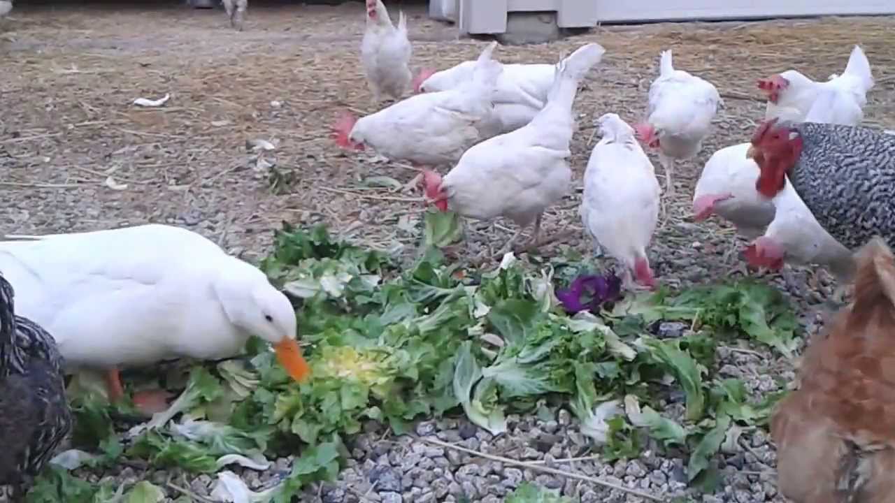 chicken stampede - YouTube