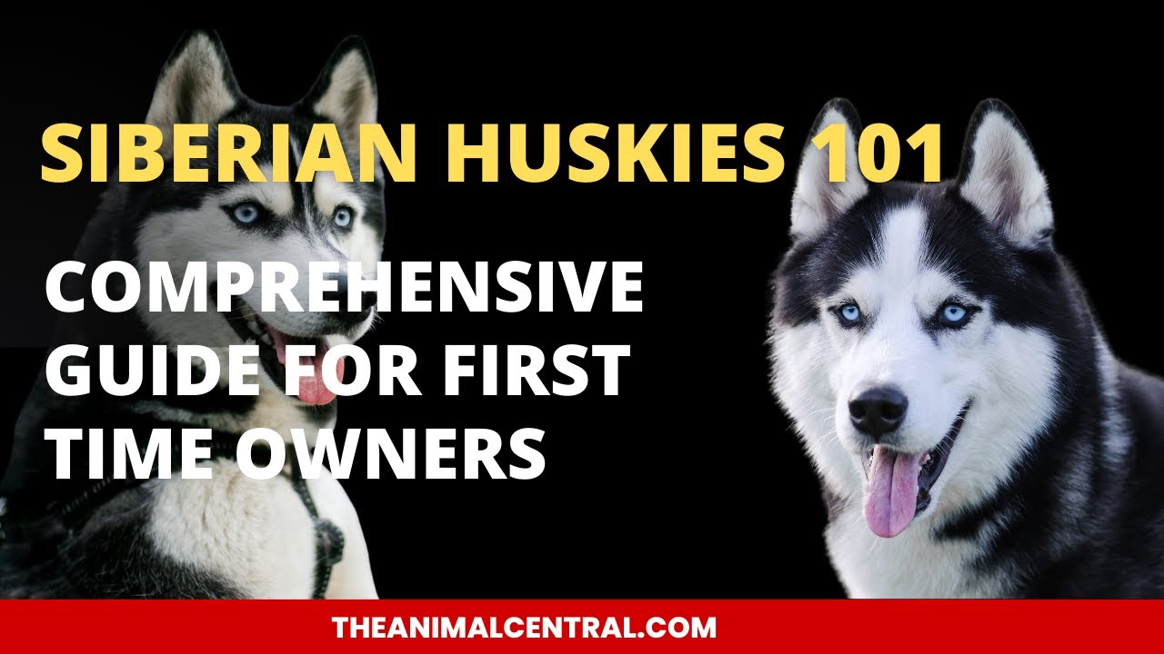 Siberian Huskies 101 A Comprehensive Guide for First Time Owners # ...