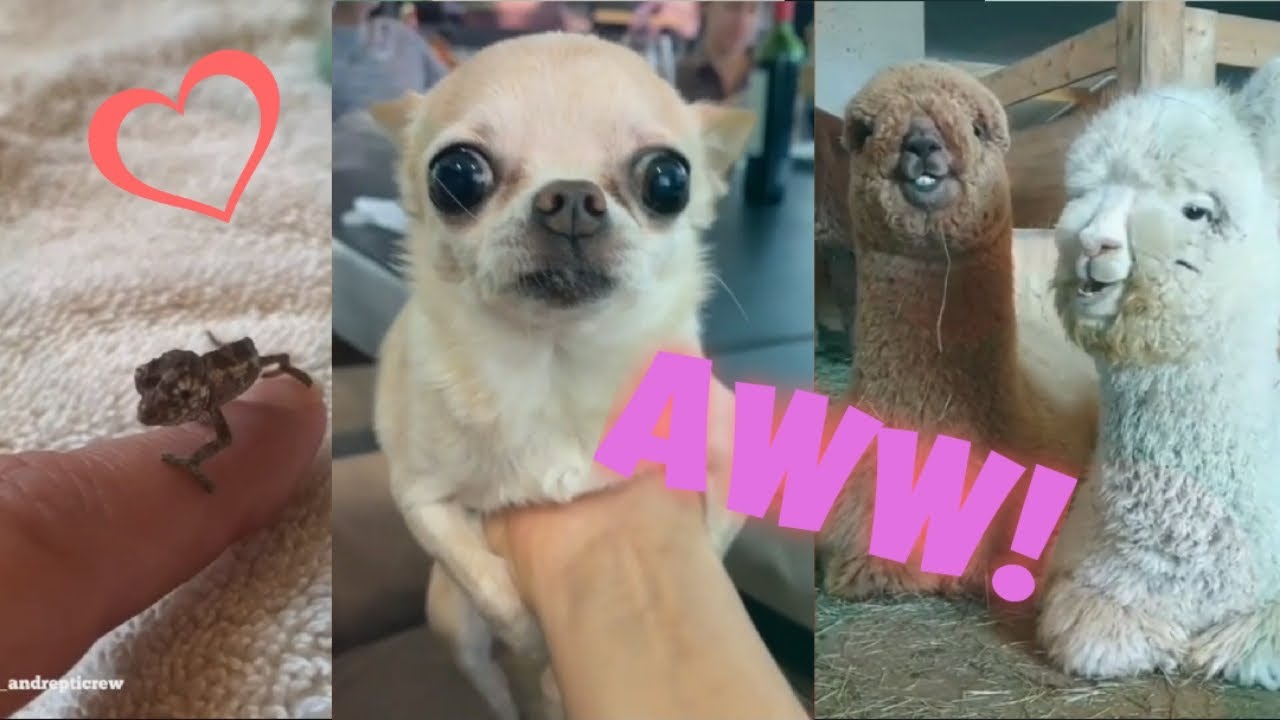 CUTEST Animals EVER! 2020 - YouTube