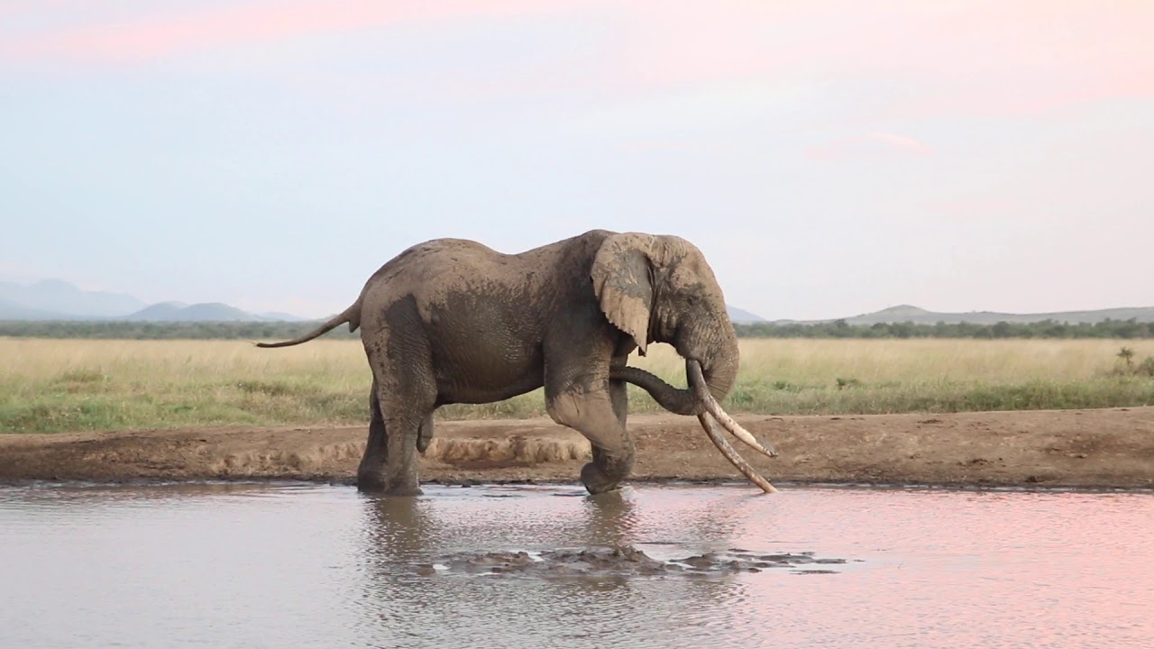 THE BIGGEST ELEPHANT ONE TON OF AMBOSELI - YouTube