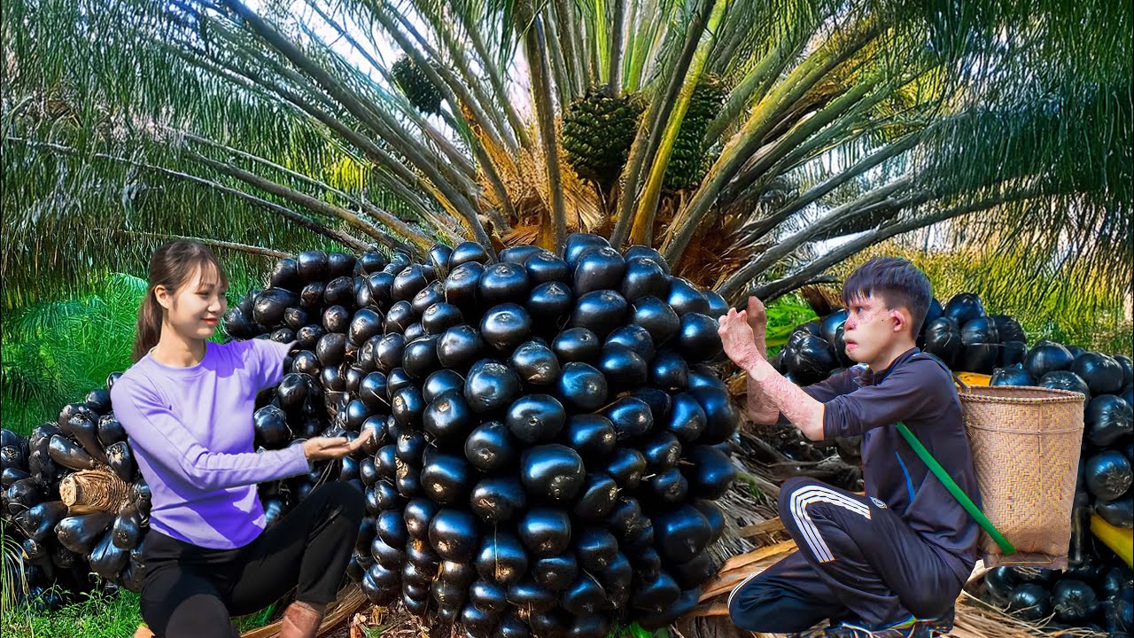 Diary in Forest | Harvesting Giant Black Moringa goes to market sell ...