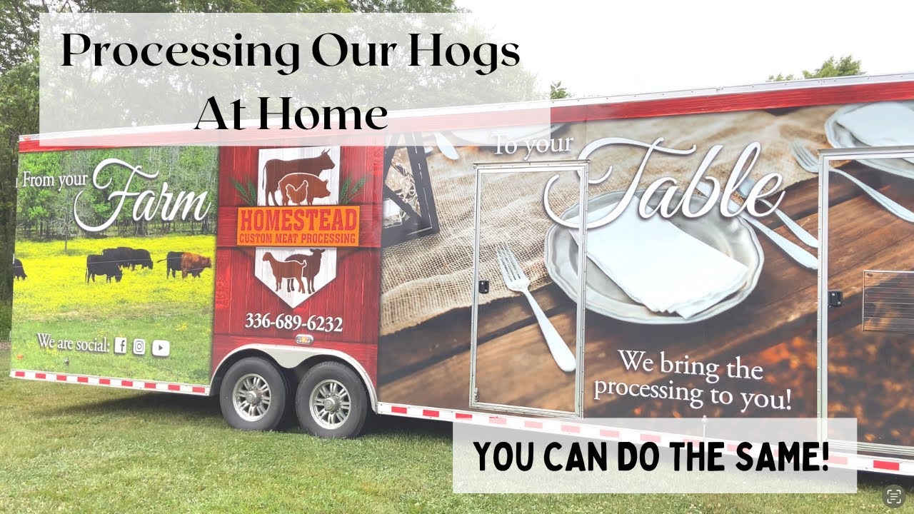 Processing Our Hogs At Home | EASY HOG BUTCHERING - YouTube