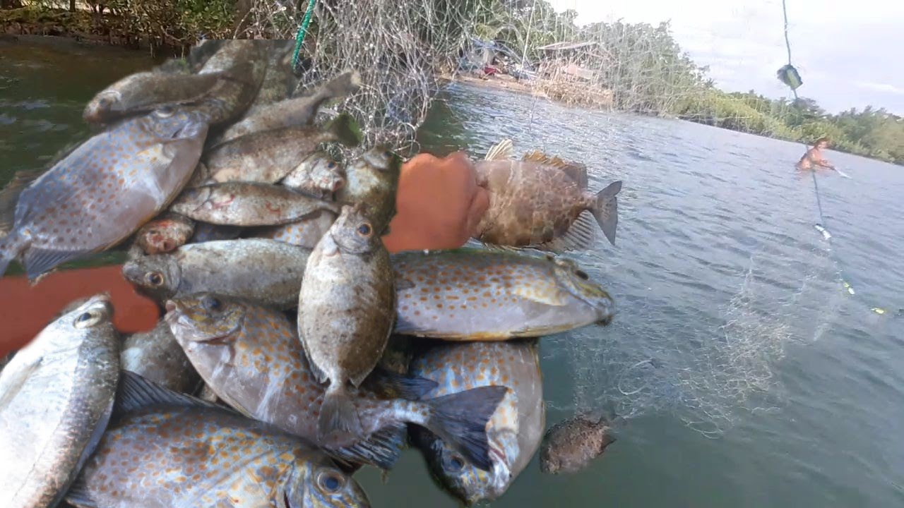 Naka jackpot agad sa bagong lambat, Kitong at danggit | Net fishing ...