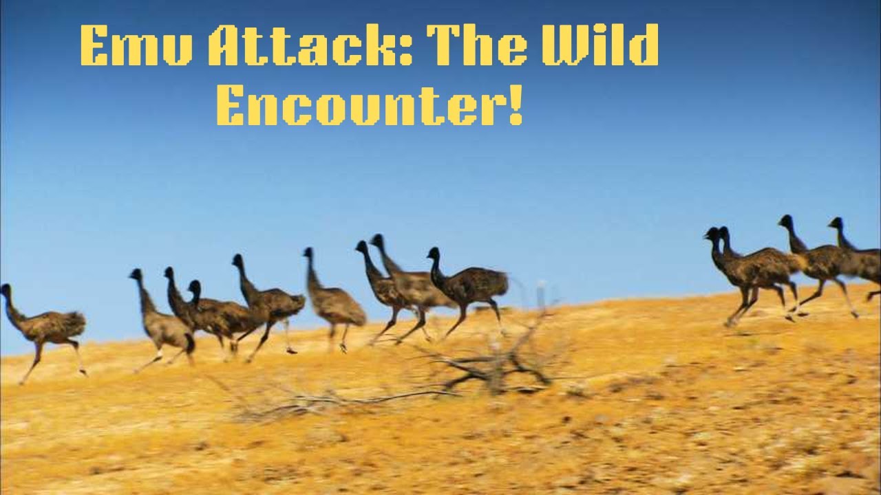 Emu Attack: The Wild Encounter! #EmuAttack#WildlifeDocumentary#NatureEncounters# ...