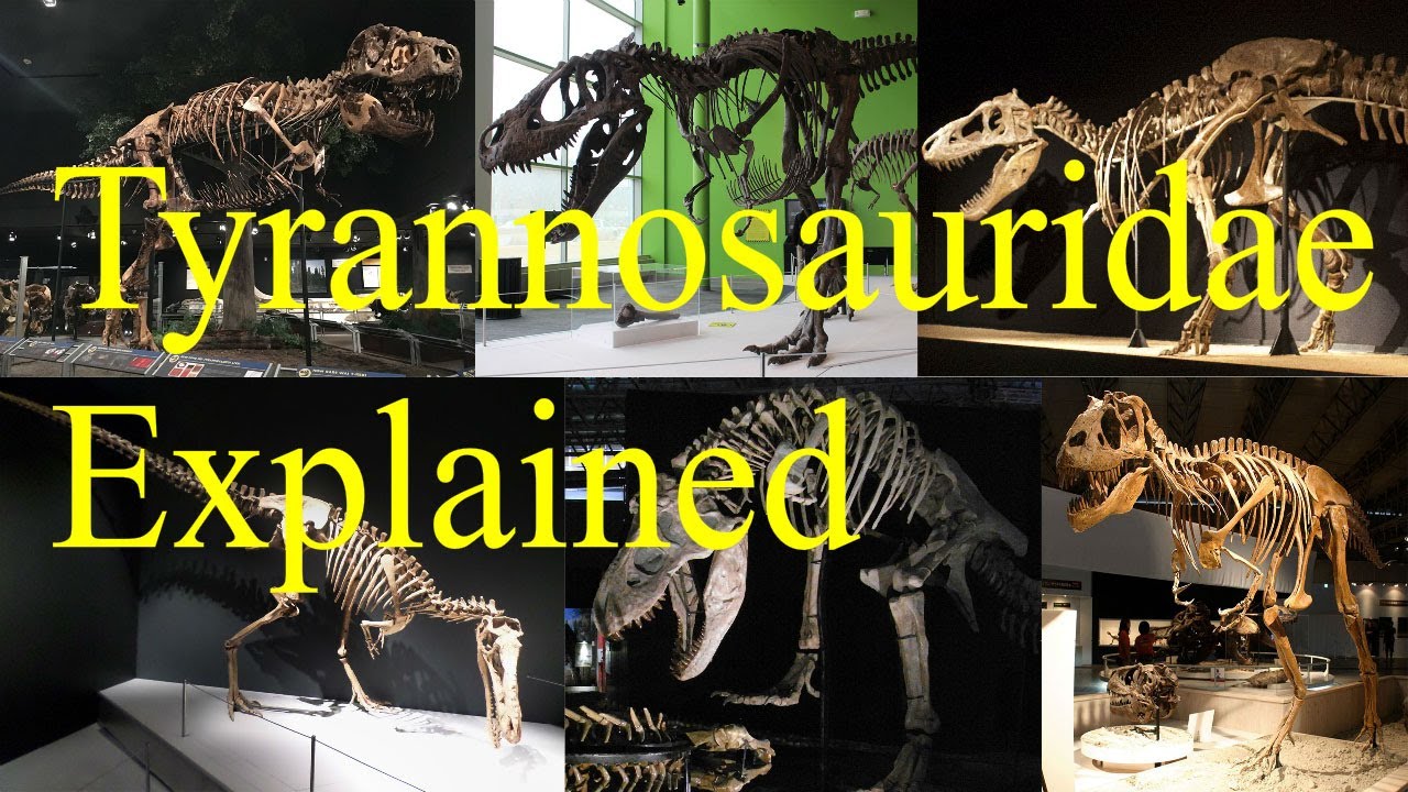 Tyrannosauridae Explained - YouTube