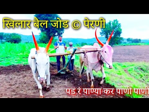 पड रं पाण्या कर पाणी पाणी | शेतकरी गीत | jiva shivachi bail jod | chal ...