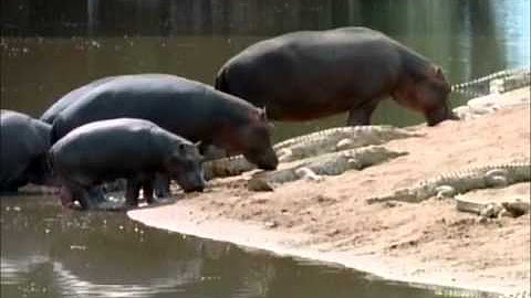 Last Feast of The Crocodiles - YouTube