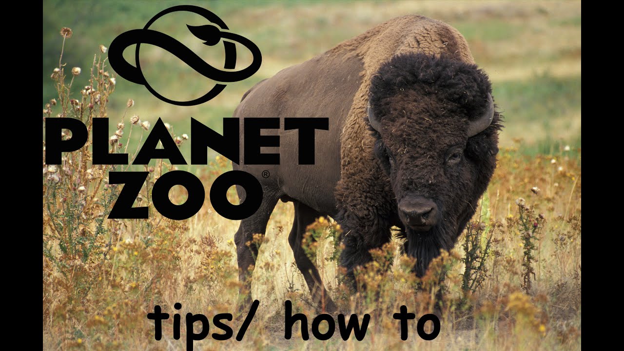 How to adopt American Bison / create cage | Planet zoo - YouTube