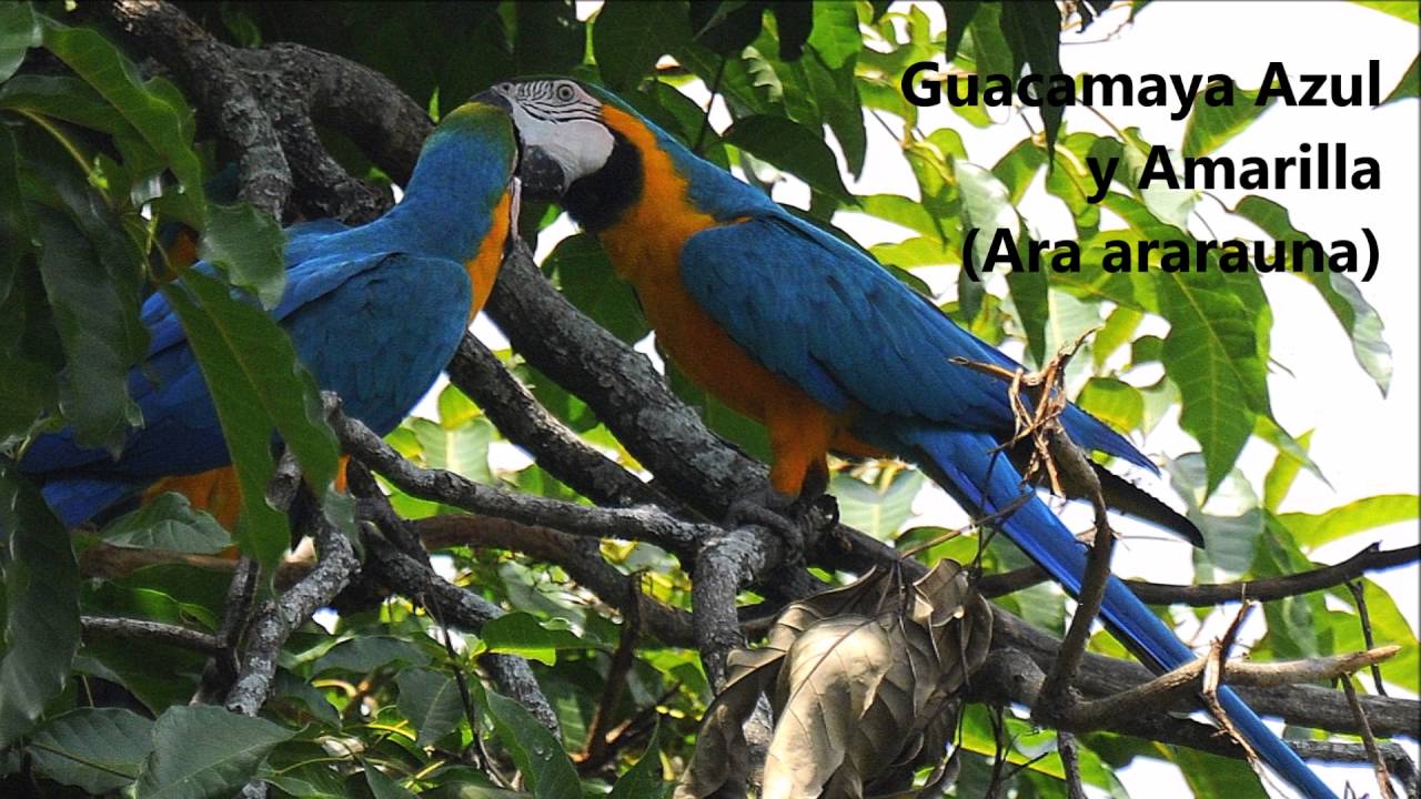 Aves de Venezuela - YouTube