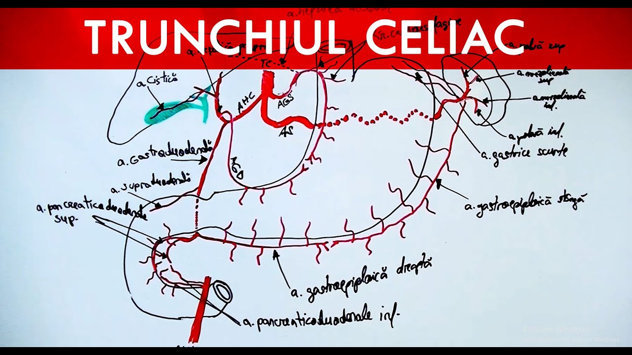 Trunchiul Celiac - YouTube