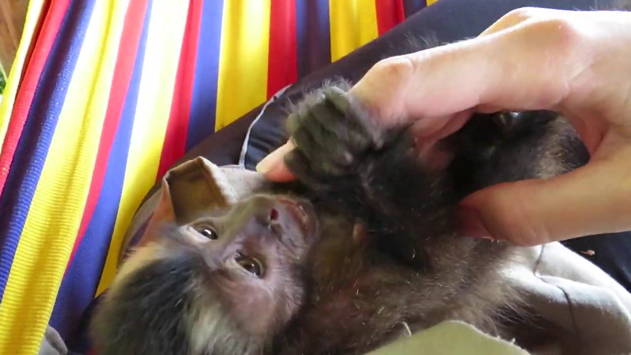 Playing with a rescued baby Capuchin Monkey - YouTube