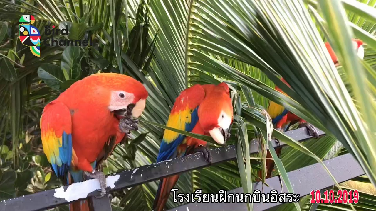 สนามฝึกบินอิสระที่มีความสุขที่สุด - โรงเรียนฝึกนกบินอิสระ Birdchannel ...