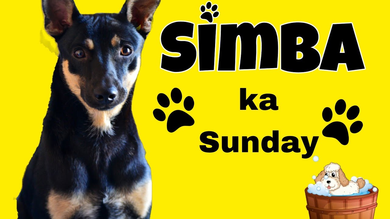 Highlights of Simba’s Sunday routine ️😍 #dogs #youtube #youtuber # ...