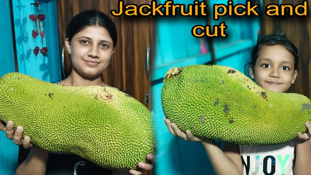 Jackfruit Pick And Cut 😅Sabina Ne Kitna Khaya - YouTube