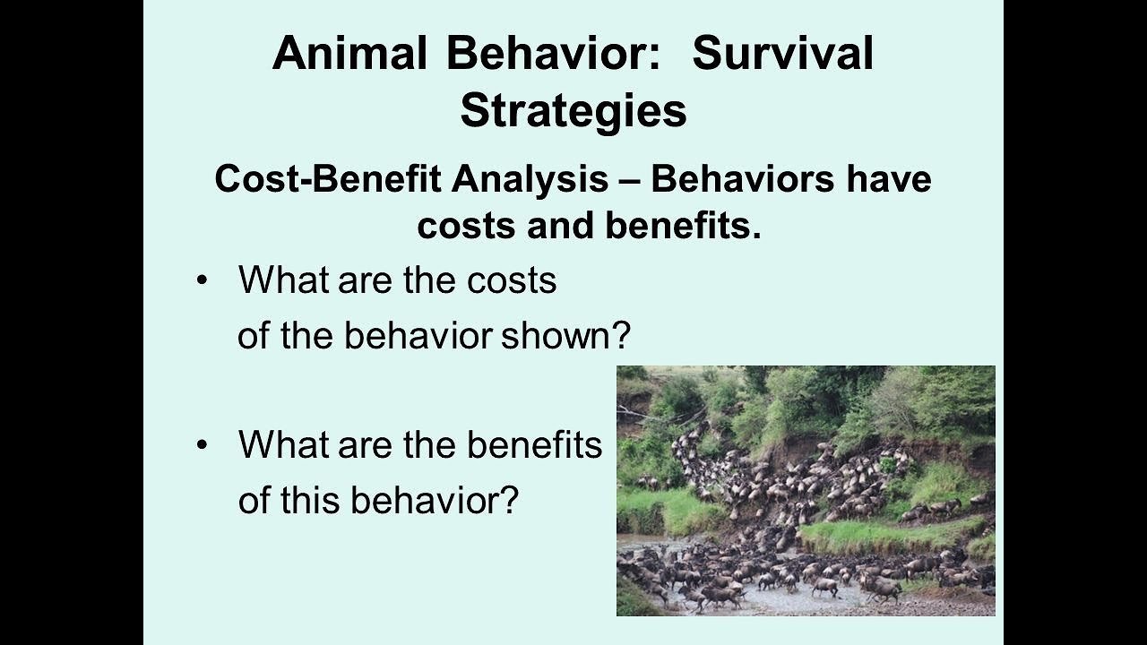 Biology Tutorial Information and Evolution Costs and Benefits of ...
