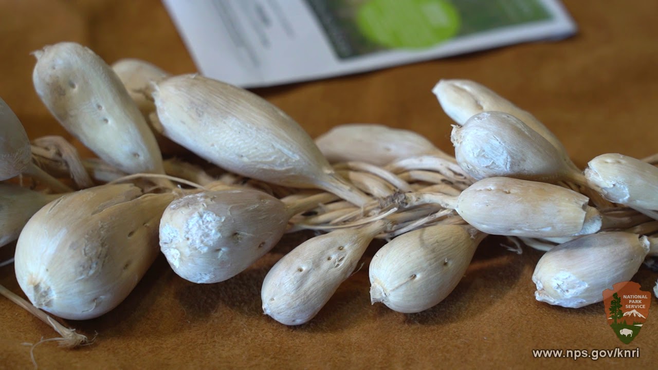 Planting Prairie Turnips! - YouTube