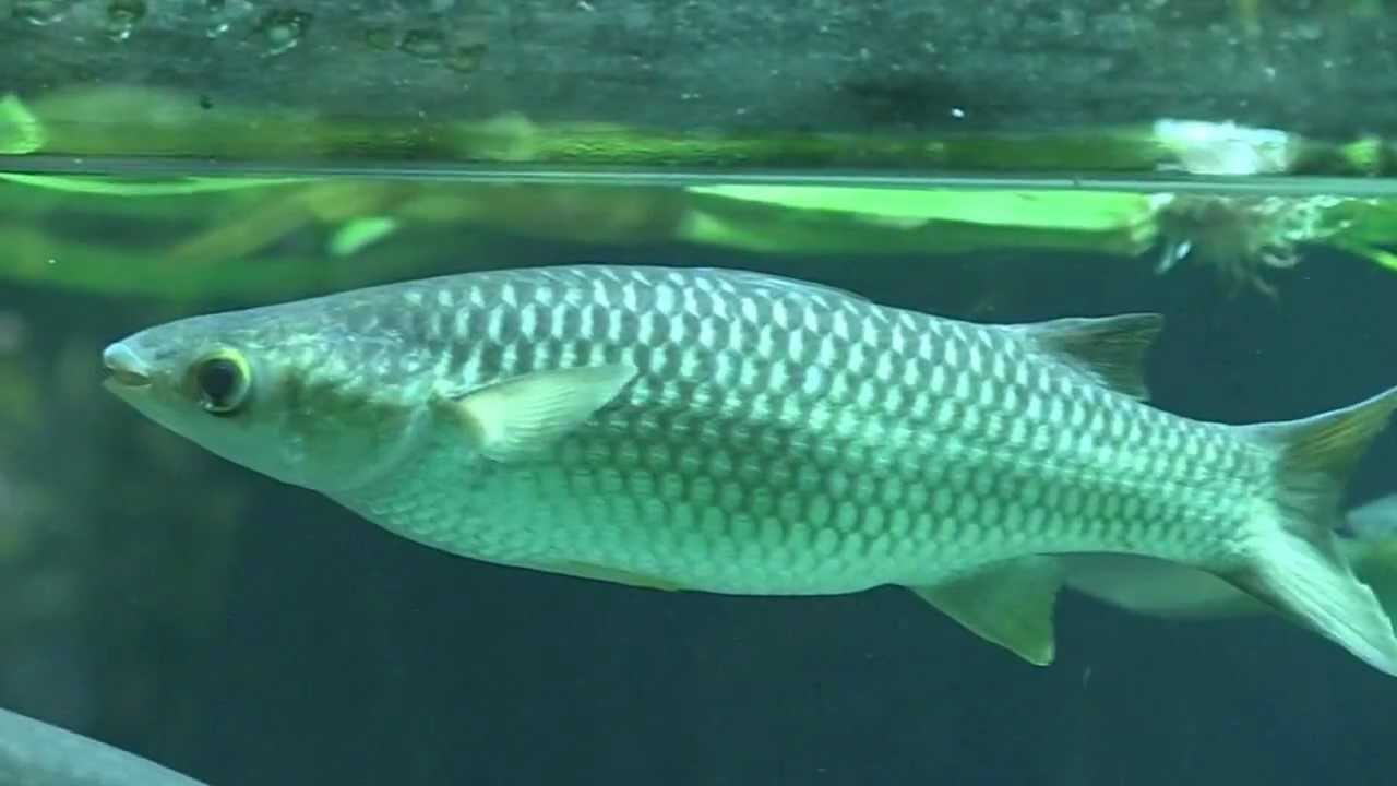 Diamond Mullet (Liza ordensis) - YouTube