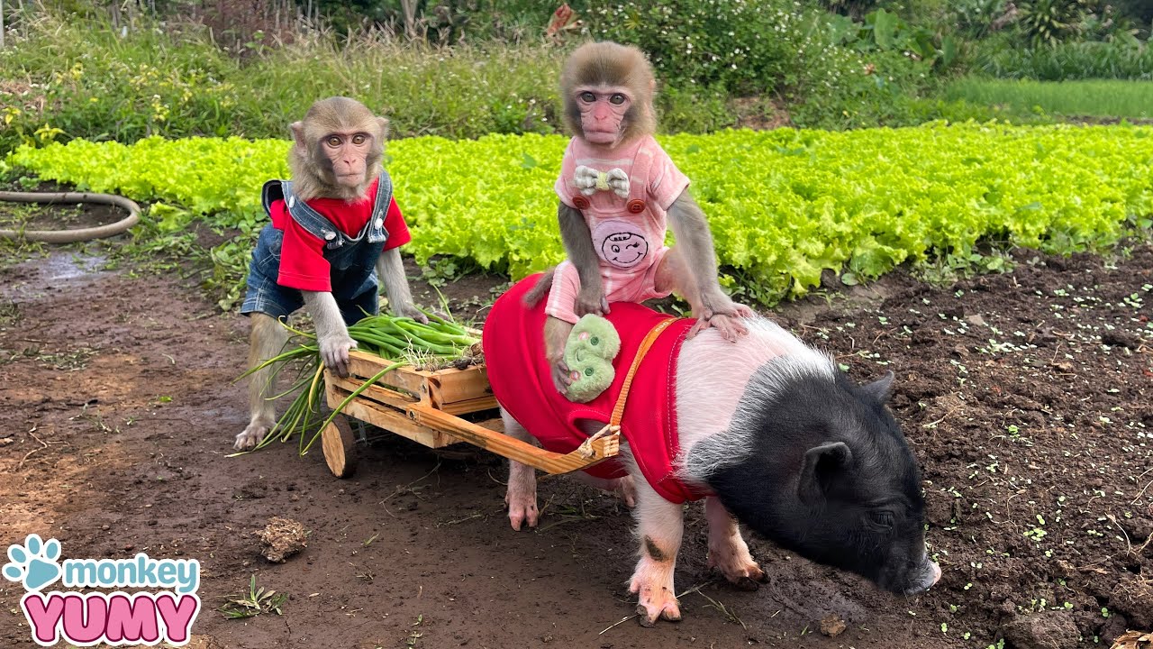 Monkey YiYi takes Yumy and Un In to harvest green onions to sell and ...