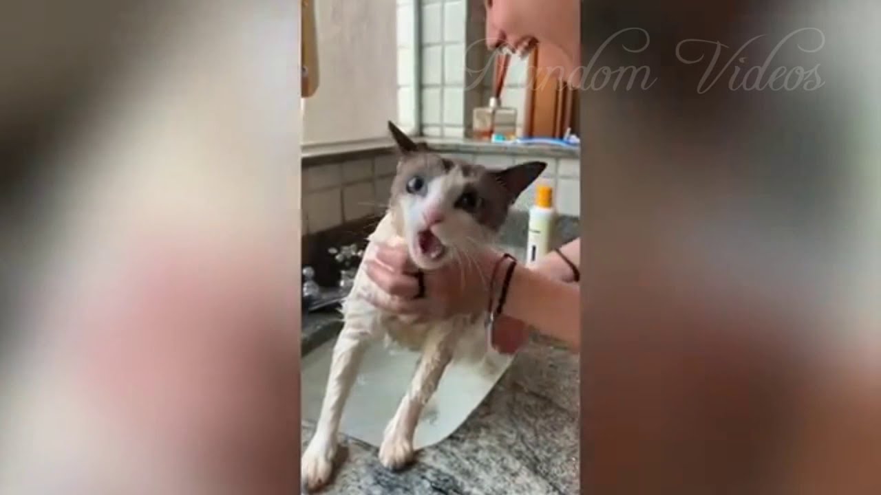 Funny cats reactions - YouTube