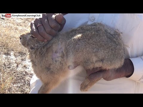 wildlife animals | Rabbit | Liebre | Hare | Khargosh | أرنب | Conejo |  lapin