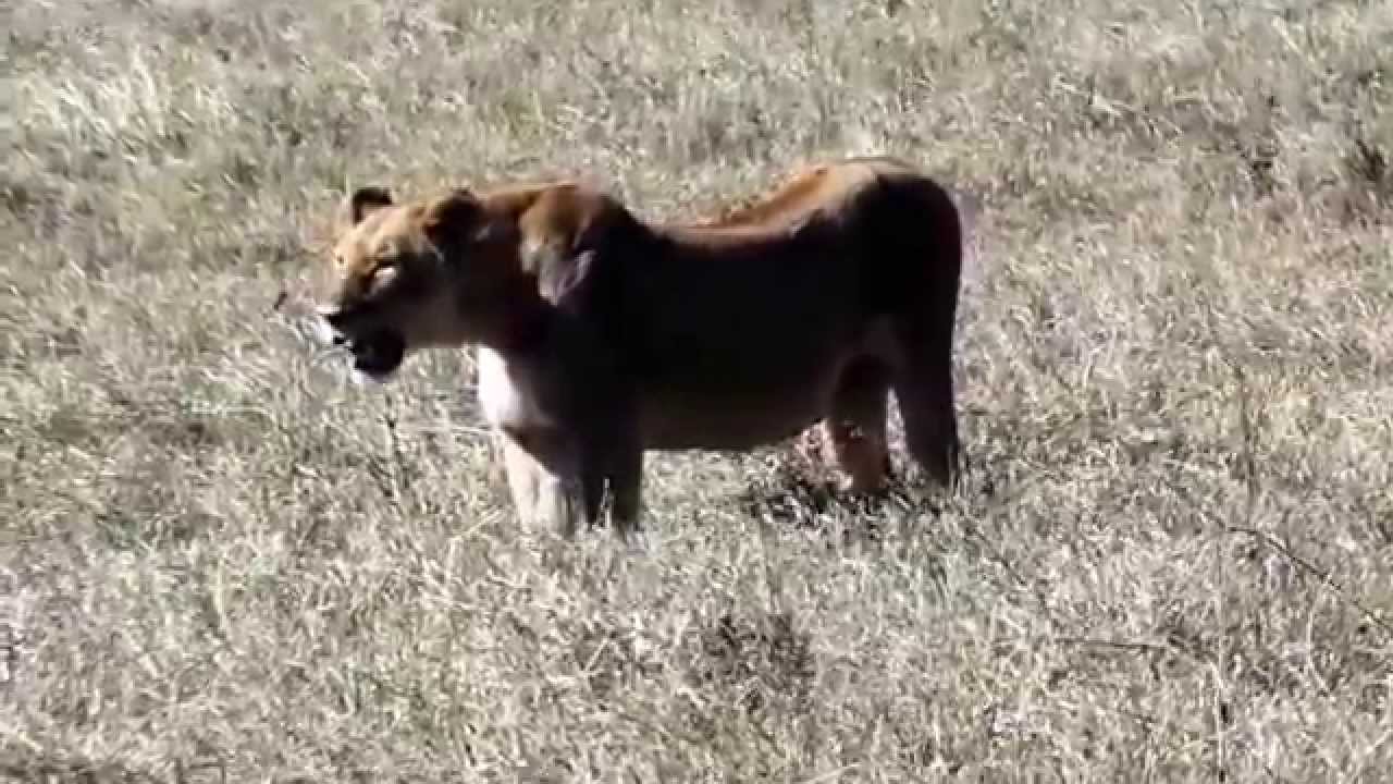 The Lion's Call - YouTube