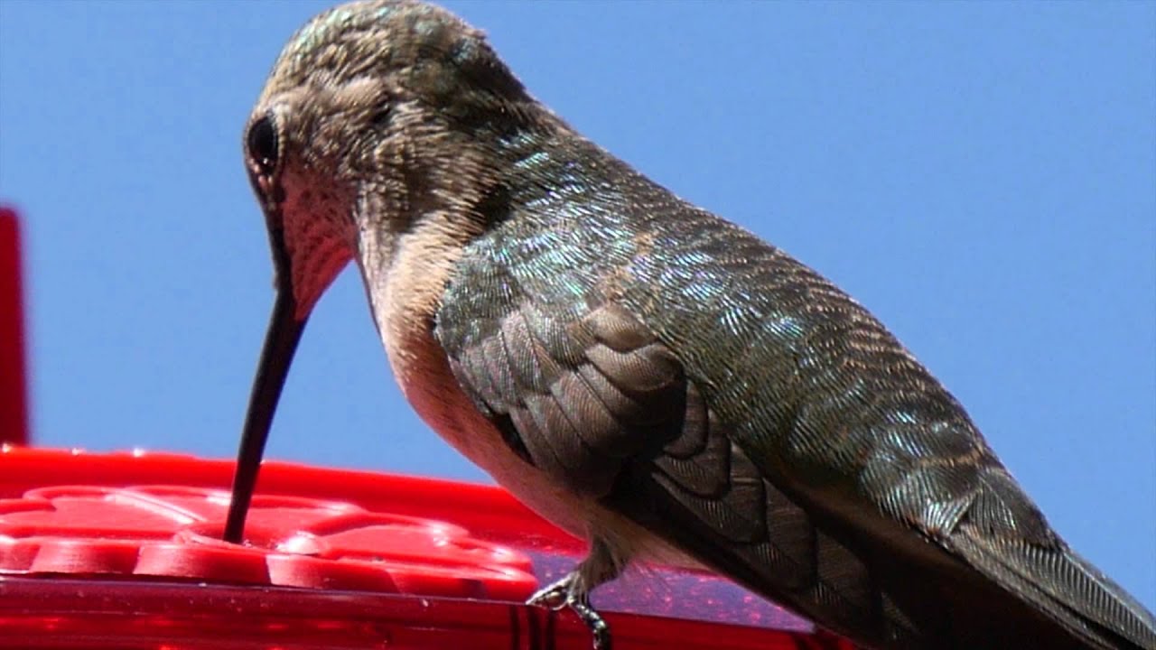Hummingbirds - YouTube