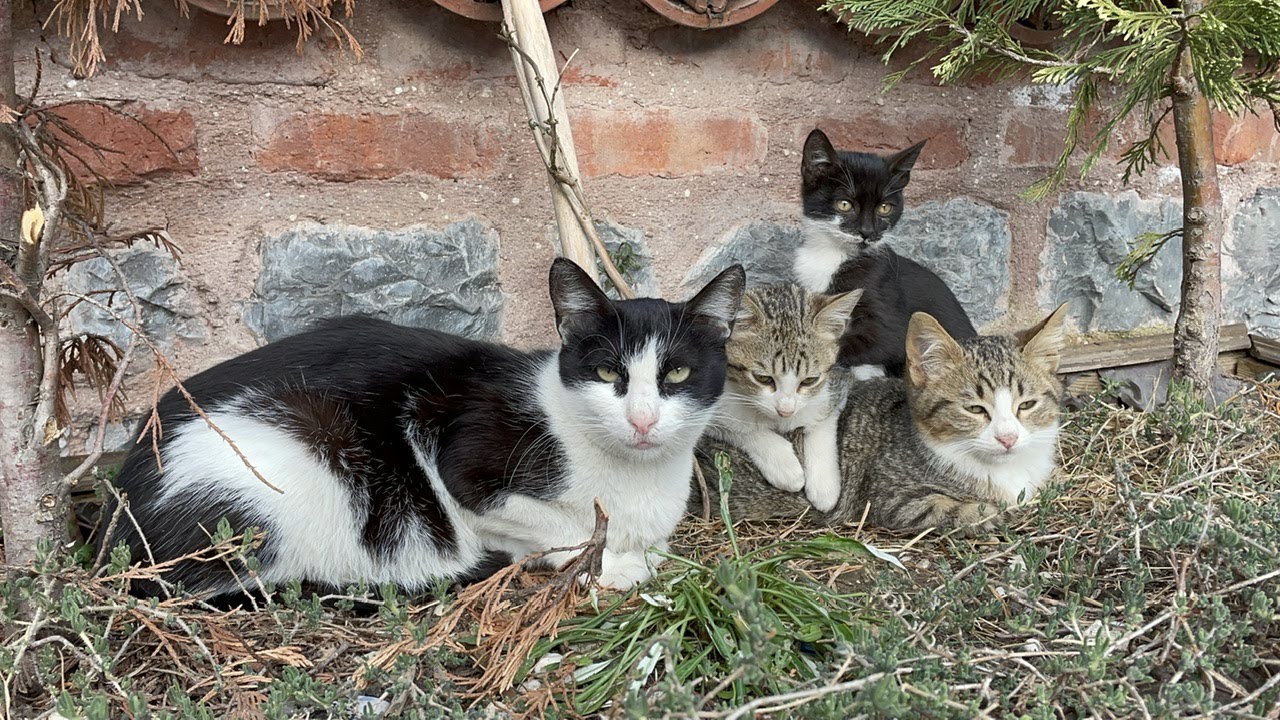 Baby kittens playing 😻 so many cute kittens videos compilation 🥰 - YouTube