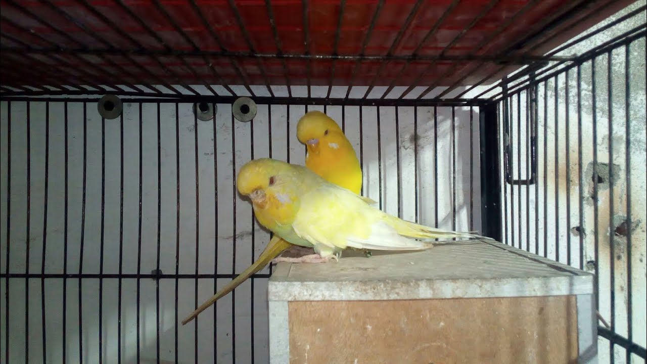 Red eyes king size Austrlian Mustafa birds shop samanabad awiya chowk ...