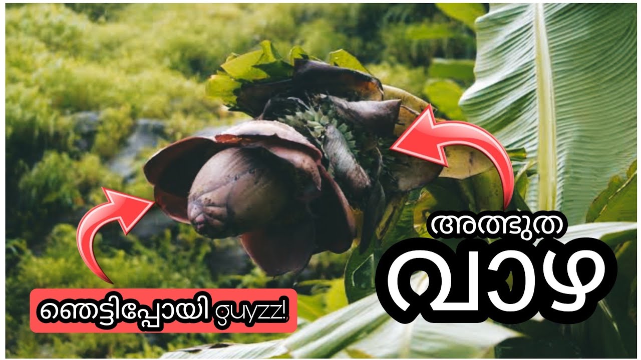 EP#15 | അത്ഭുതപെടുത്തുന്ന വാഴ | KALLUVAZHA | #vlog #vazha #keralaforest ...